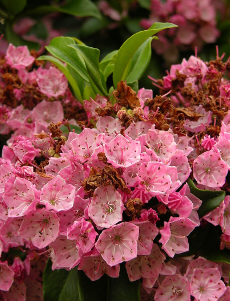 10 Pc Seeds Mountain Laurel Plant, Kalmia latifolia Seeds for Planting ...