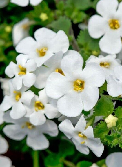 25 Pc Seeds Multi Pelleted Bacopa Snowtopia Flower Seeds for Planting ...