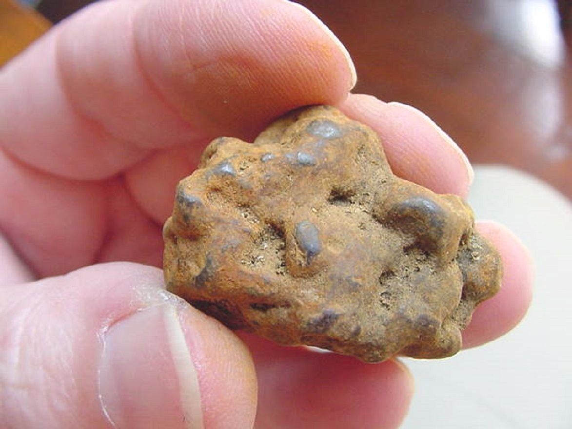(PP459) 1" Genuine Fossil TURTLE POOP Coprolite DUNG WEIRD WA state ...