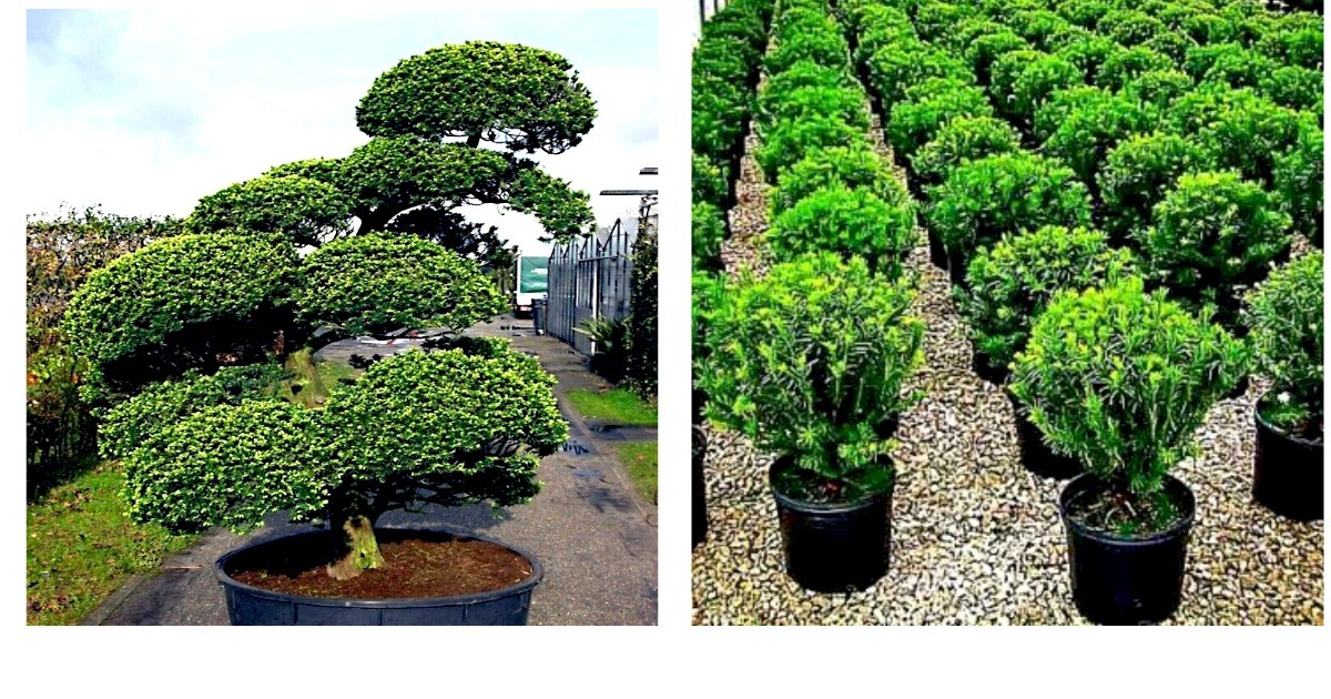 Japanese "Spreading" Yew (Taxus cuspidata) Tree 10 Seeds, Bonsai or ...