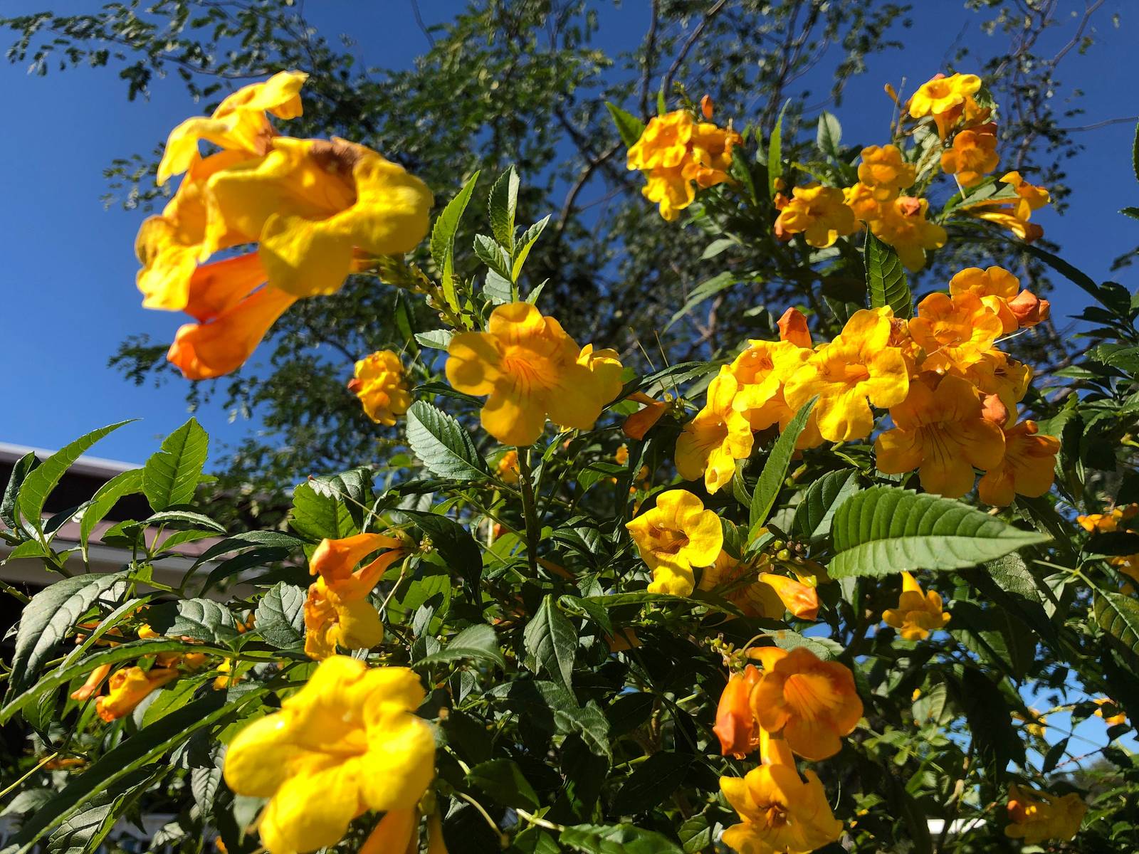 Yellow Elder Tree Seeds - Seeds & Bulbs