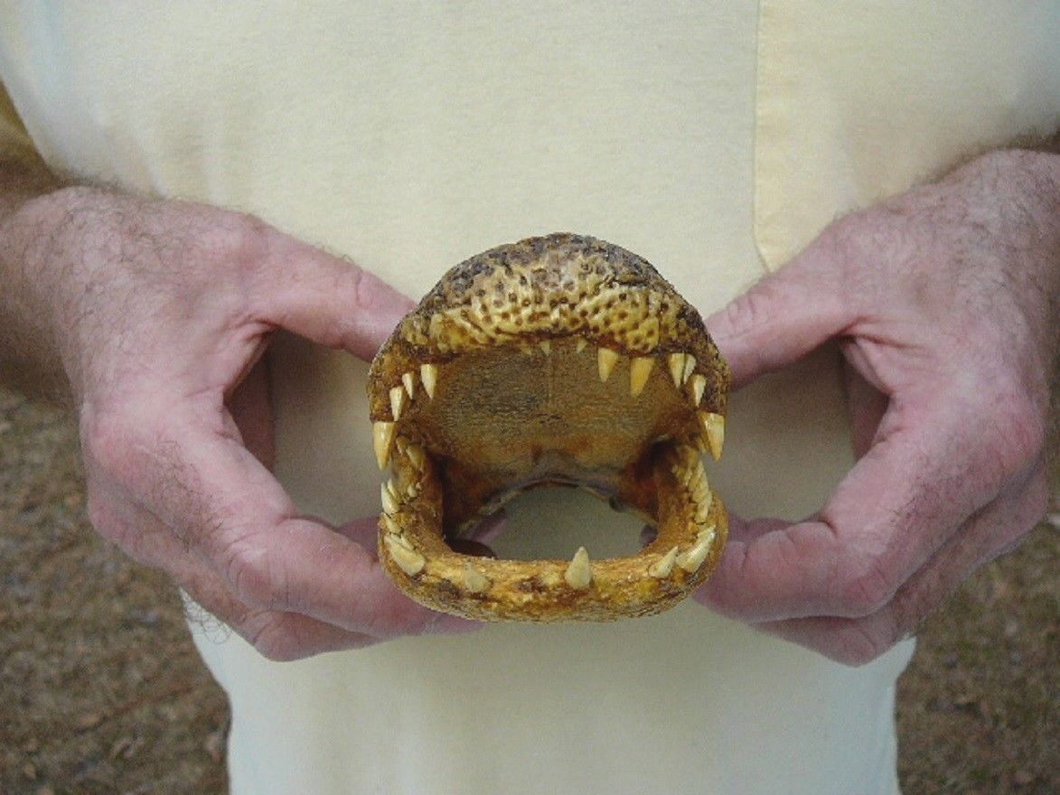 (G-Def-100) 6-1/8" Deformed Gator ALLIGATOR Aligator HEAD teeth ...