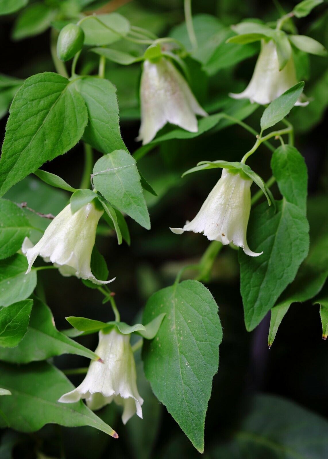 400 Codonopsis Seeds - Dang Shen Codonopsis pilosula Bonnet Bellflower ...