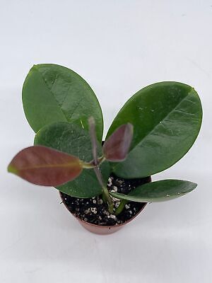 Hoya Australis in a 2 inch Pot, Live Rooted Potted Tiny Mini Pixie ...