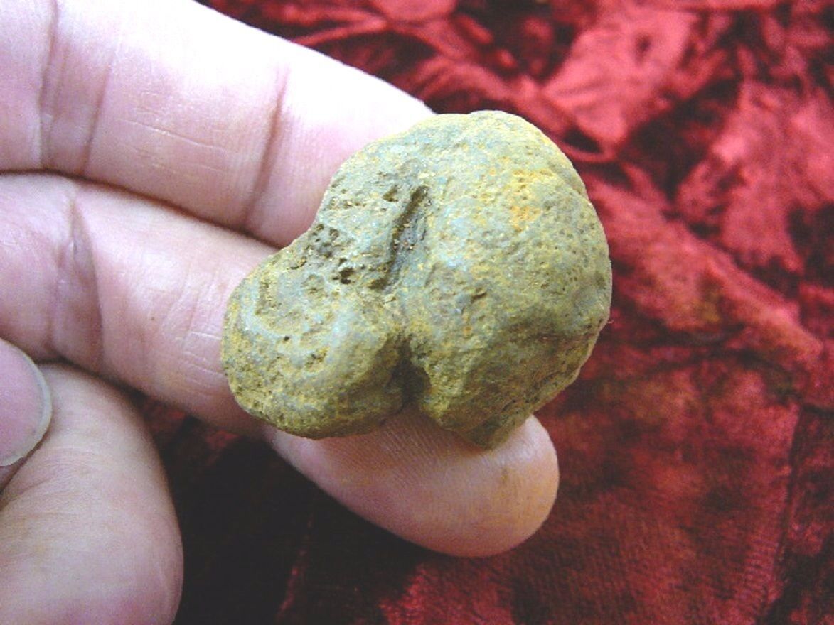 (PP450-82) 1" Genuine Fossil TURTLE POOP Coprolite DUNG WEIRD WA state ...
