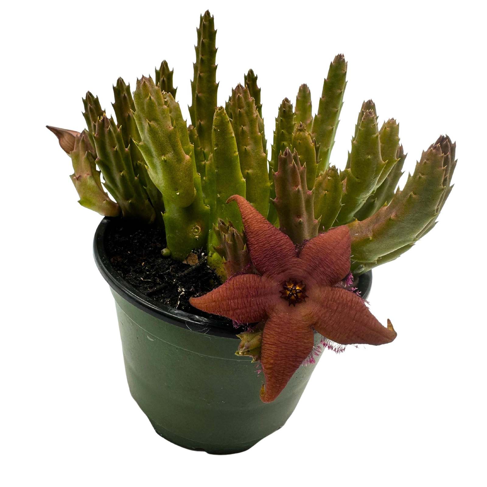 Stapelia Schinzii, 4 inch Rare Huernia, Stapeliad Orbea Unique ...