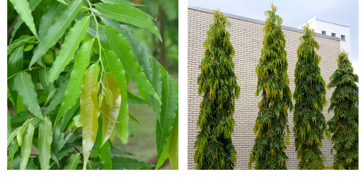 Polyalthia longifolia Seeds,Ashoka Tree Seeds, Indian Mast Tree 60 ...