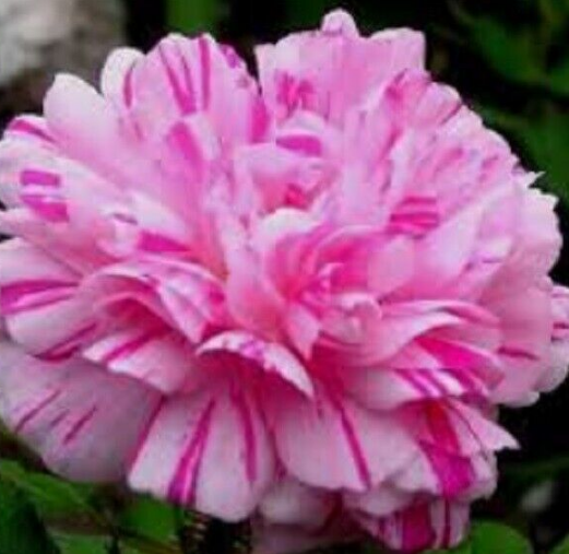 100 Pc Seeds Double Light Pink White Moss Rose Seeds for Planting ...